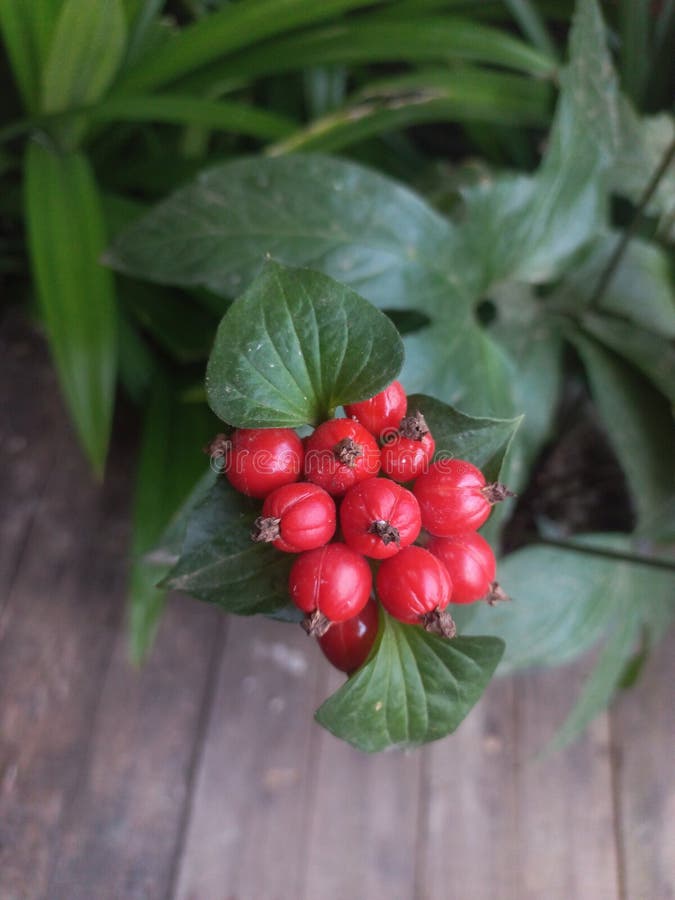 Planta De Tacca Palmatas Frutales Foto de archivo - Imagen de flor ...