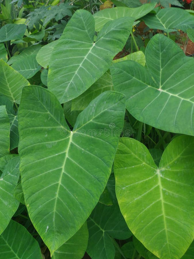 Planta De Taro Con Las Hojas Grandes Bogor Admitido Foto Indonesia ...
