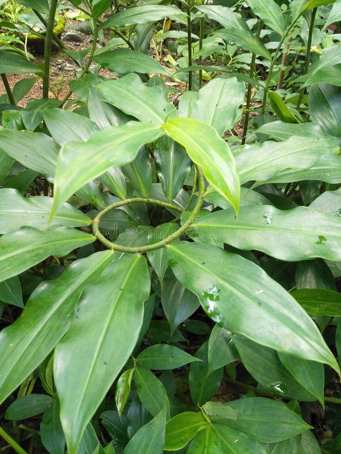 Planta De Thebu En Sri Lanka Imagen de archivo - Imagen de esto, crezca ...