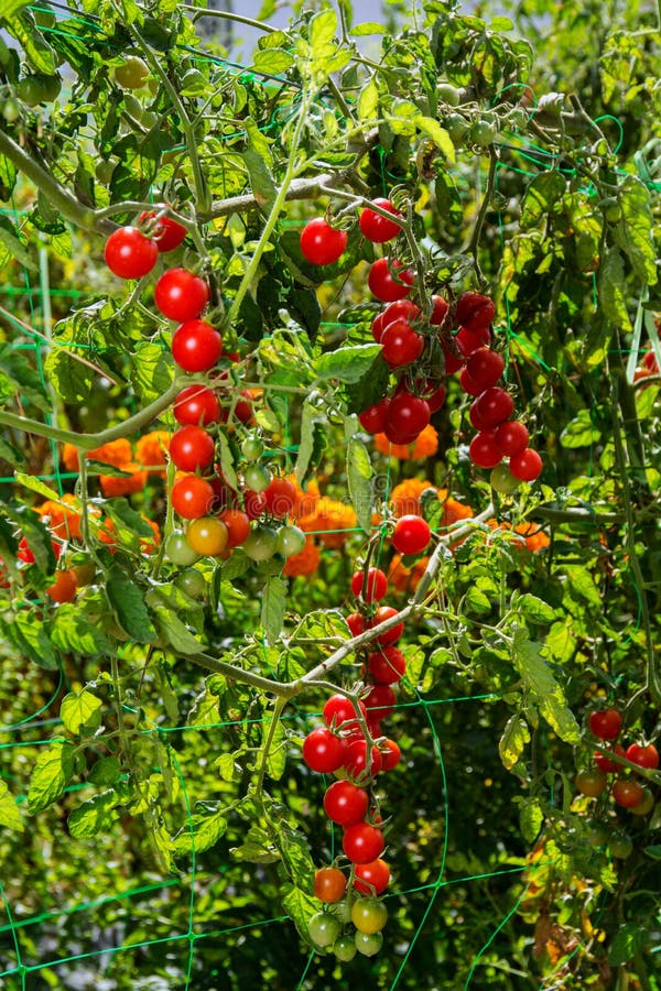 Planta de tomate imagen de archivo. Imagen de hoja, fruta - 101660465