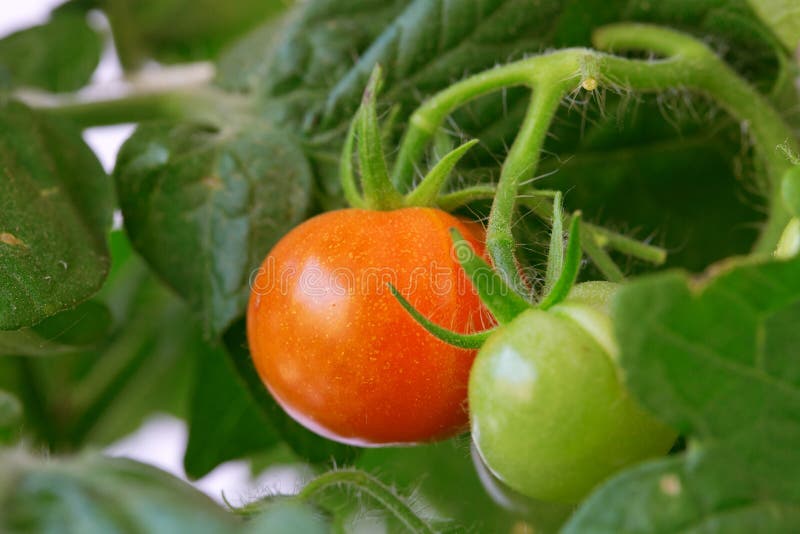 Planta de tomate imagen de archivo. Imagen de manojo - 25116765