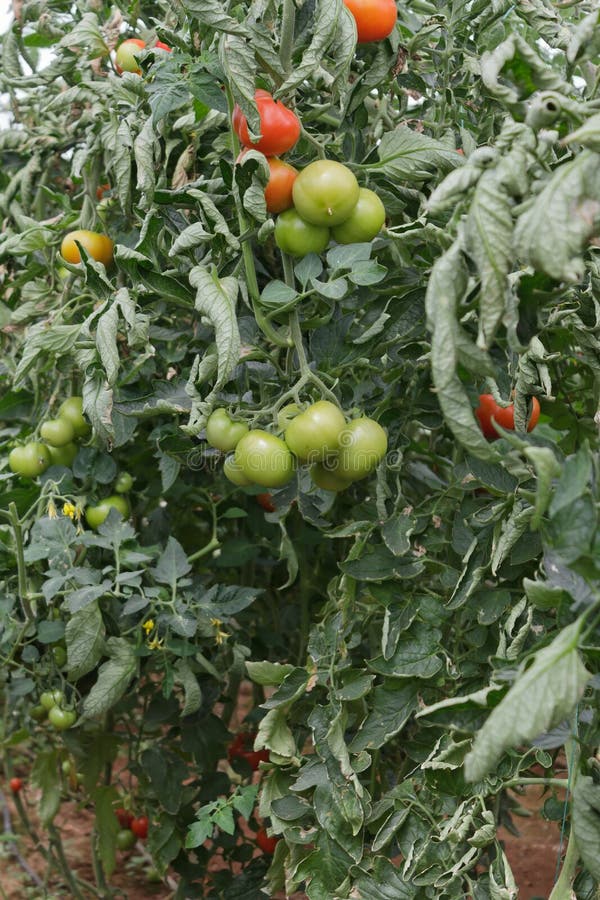 Planta de tomate foto de archivo. Imagen de primer, crecimiento - 32992204