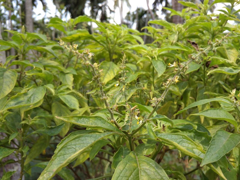 Planta de Tulsi foto de archivo. Imagen de costoso, imagen - 103691122