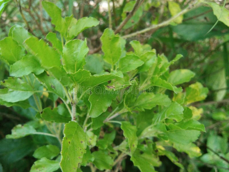 Planta De Tulsi/albahaca Santa Foto de archivo - Imagen de india ...