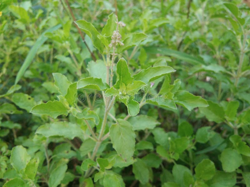 Planta De Tulsi/albahaca Santa Foto de archivo - Imagen de india ...