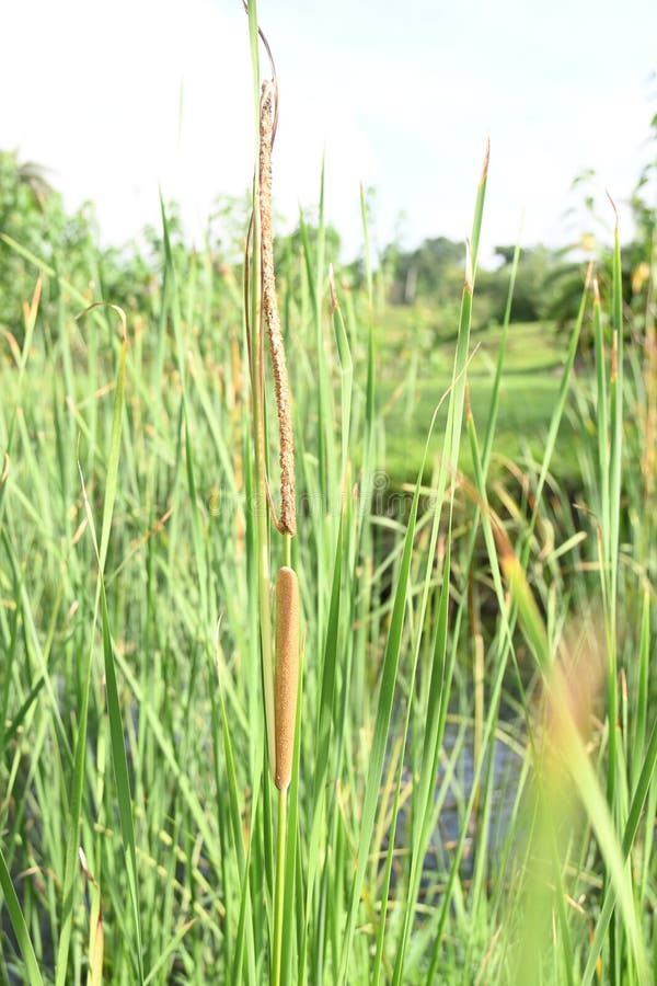 Planta De Typha Angustifolia. Imagen de archivo - Imagen de flor, cubo ...