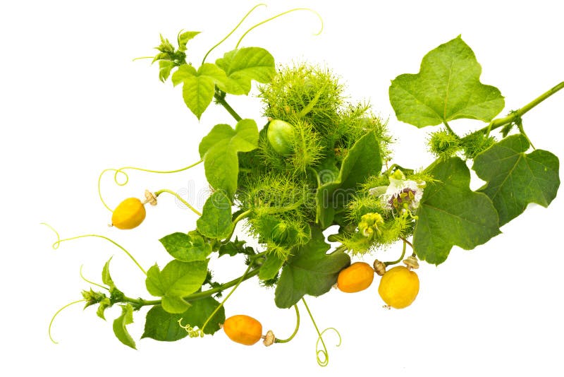 Videira imagem de stock. Imagem de tresandar, fundo, amarelo - 50018823