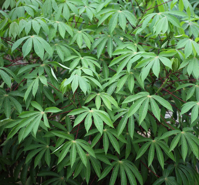 Álbumes 101+ Foto Cómo Es La Planta De La Yuca Alta Definición Completa ...