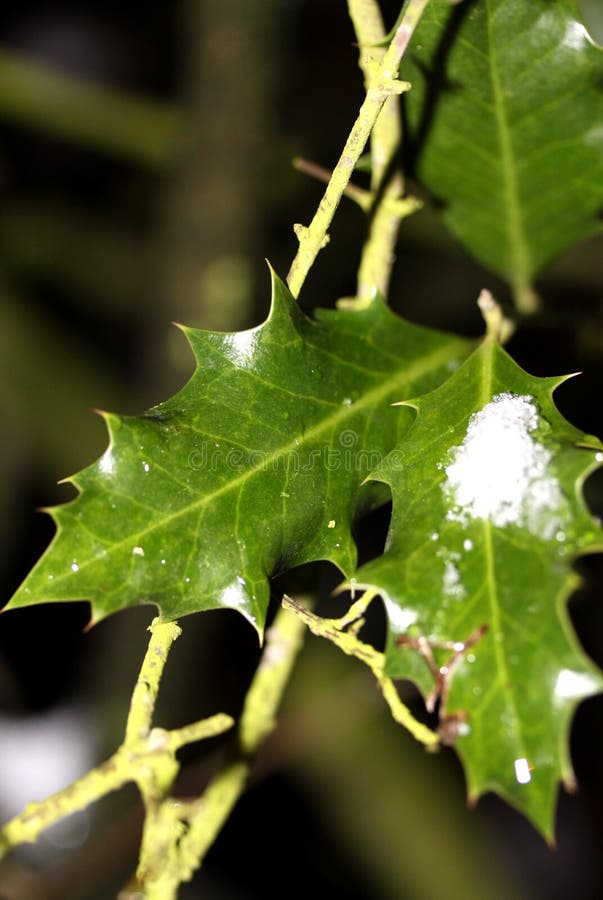 Planta Del Acebo En Invierno Imagen de archivo - Imagen de arbusto ...