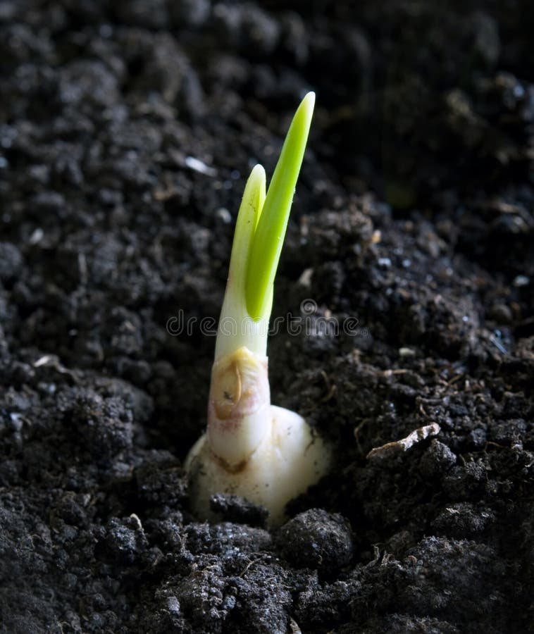 Planta del ajo imagen de archivo. Imagen de unidad, germen - 18881189