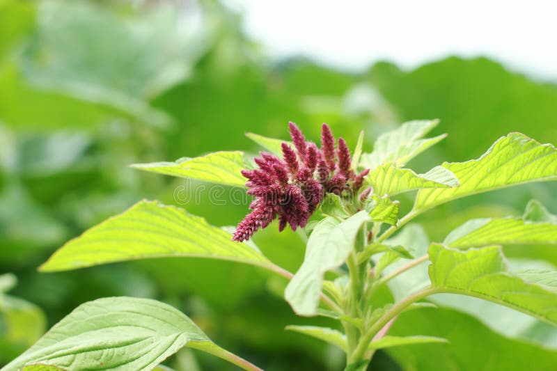 Clausura De La Planta De Amaranth. Una Planta Con Hojas De Crimson Foto de archivo - Imagen de ...