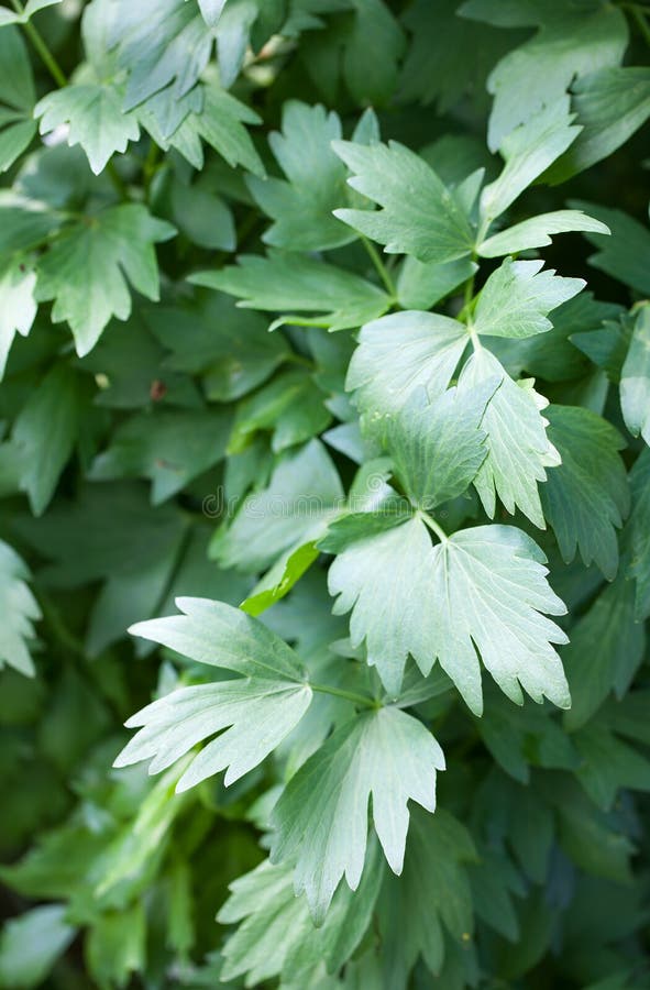 Planta Del Apio De Monte (officinale Del Levisticum) Foto de archivo ...