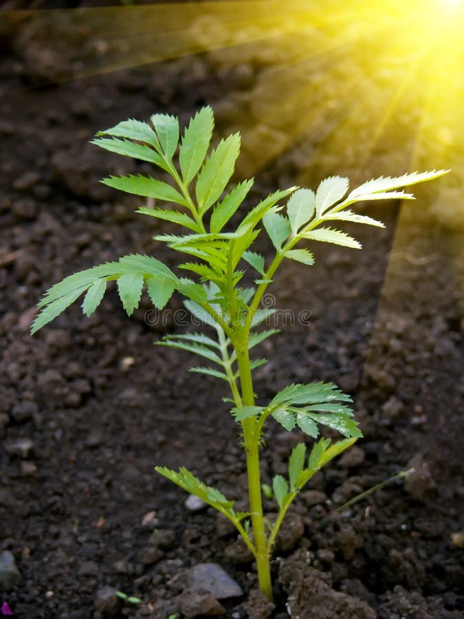 Brote De Una Planta Que Crece En Una Pared De Piedras Imagen de archivo ...