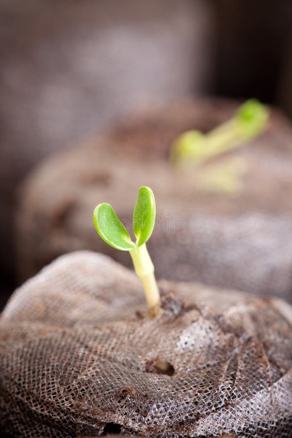 Planta del brote foto de archivo. Imagen de joven, comienzo - 22133010