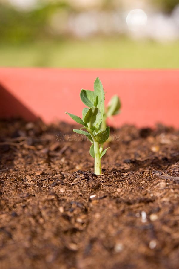 Planta del brote foto de archivo. Imagen de vivo, principio - 2774528