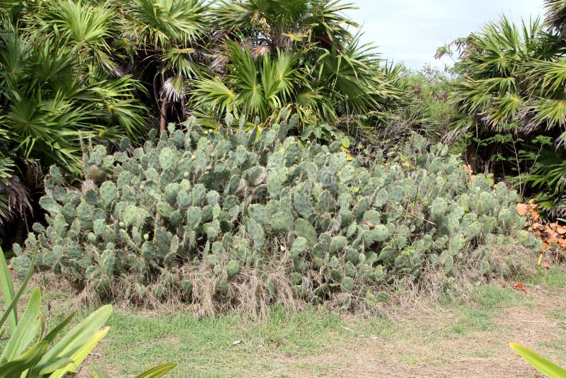 Planta Del Cactus En El Caribe Foto de archivo - Imagen de crezca ...