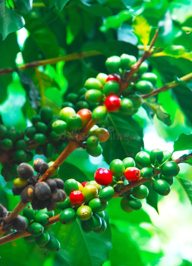 Planta del café imagen de archivo. Imagen de fruta, verde - 26151825