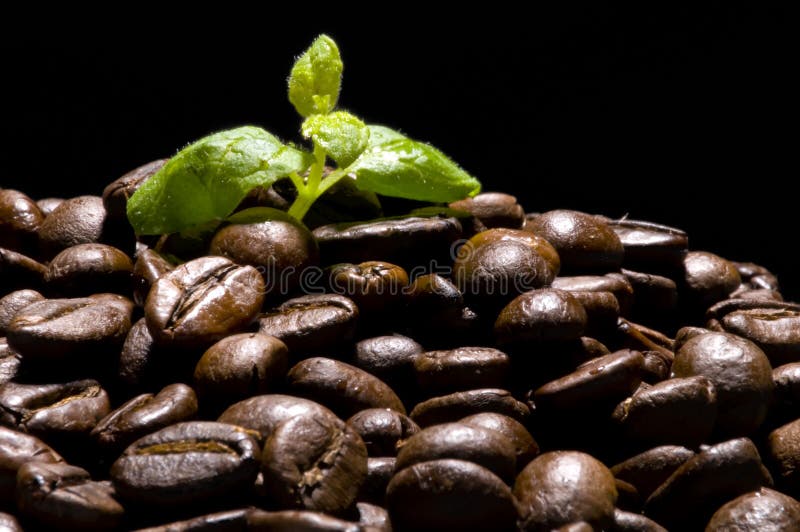 Planta del café imagen de archivo. Imagen de café, planta - 4780115