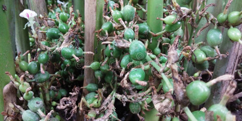 Planta del cardamomo foto de archivo. Imagen de alimento - 100128514