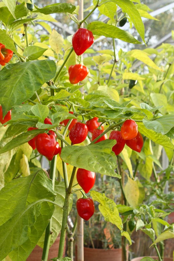 Planta del chile imagen de archivo. Imagen de travieso - 29519895