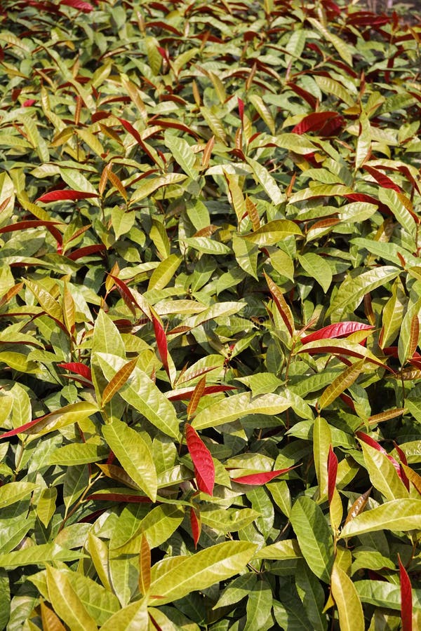 Planta Del Cochinchinensis De Excoecaria Imagen de archivo - Imagen de ...