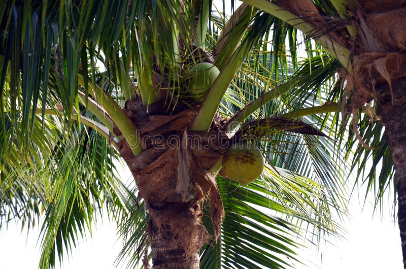Planta del coco foto de archivo. Imagen de coco, exterior - 42333124