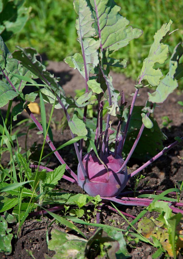 Planta del colinabo imagen de archivo. Imagen de tierra - 75940047