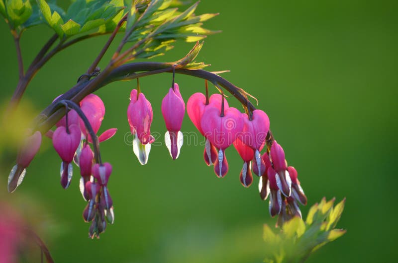 Planta Del Corazón Sangrante Imagen de archivo - Imagen de flores ...