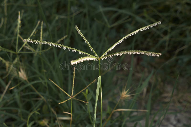 Cynodon Dactylon Dubh Bermuda Grass Foto de archivo - Imagen de aunque ...