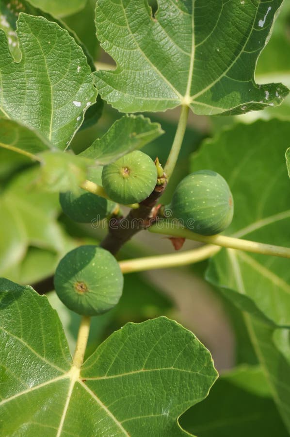 Planta del higo común imagen de archivo. Imagen de laminar - 10705045