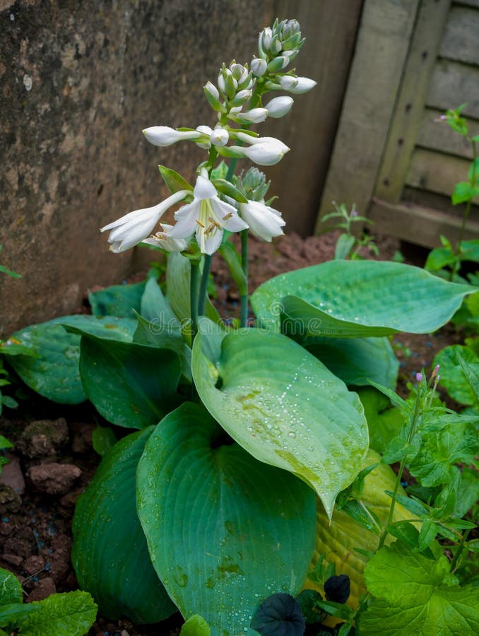Planta Del Hosta Que Florece En El Jardín Foto de archivo - Imagen de ...