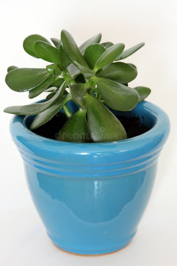 Planta Del Jade En Crisol Azul Foto de archivo - Imagen de aislado ...