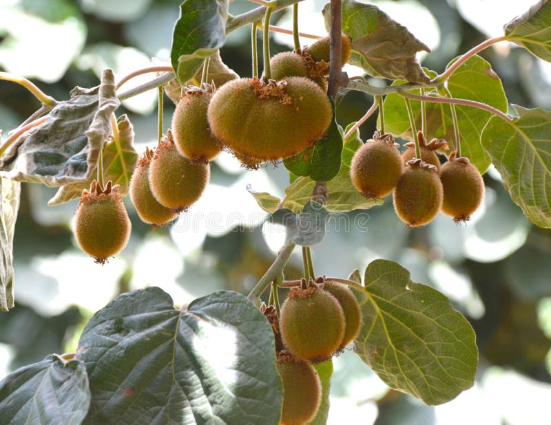 Planta del kiwi foto de archivo. Imagen de cocinero, hoja - 42767566