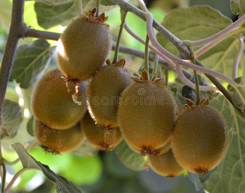 Planta del kiwi foto de archivo. Imagen de cocinero, hoja - 42767566