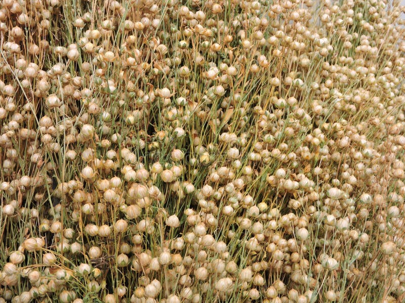Usitatissimum Seco De Linum De La Planta Del Lino Foto de archivo ...