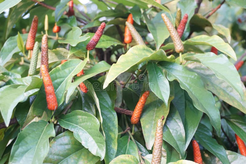 Planta Del Longum Del Gaitero Imagen de archivo - Imagen de balinés ...