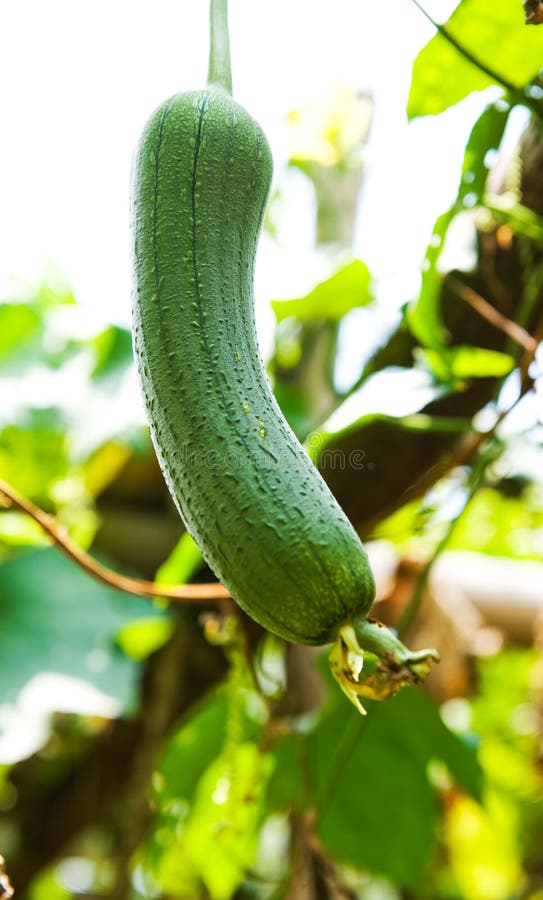 Planta De La Lufa En Jardín Imagen de archivo - Imagen de verde, loofa ...