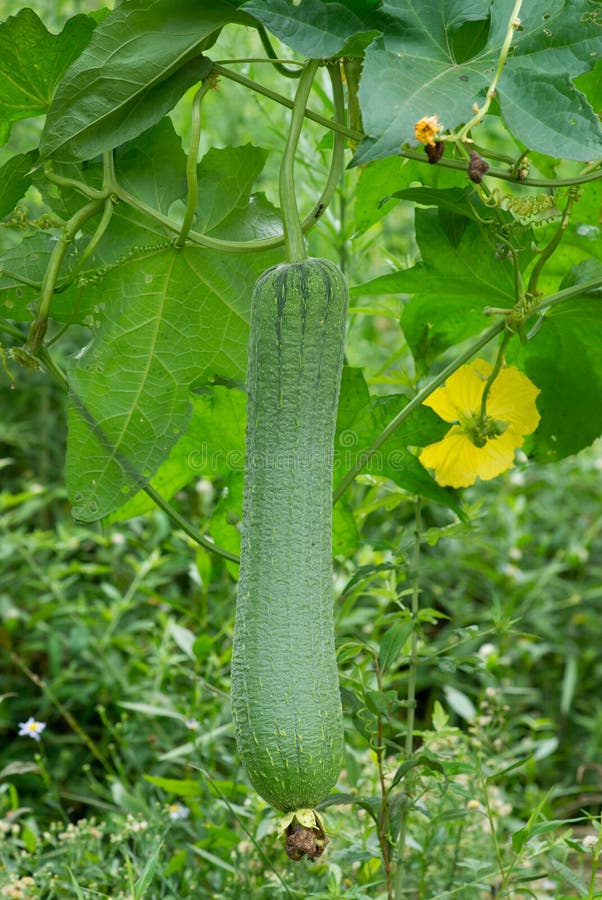 Planta De La Lufa En Jardín Imagen de archivo - Imagen de verde, loofa ...
