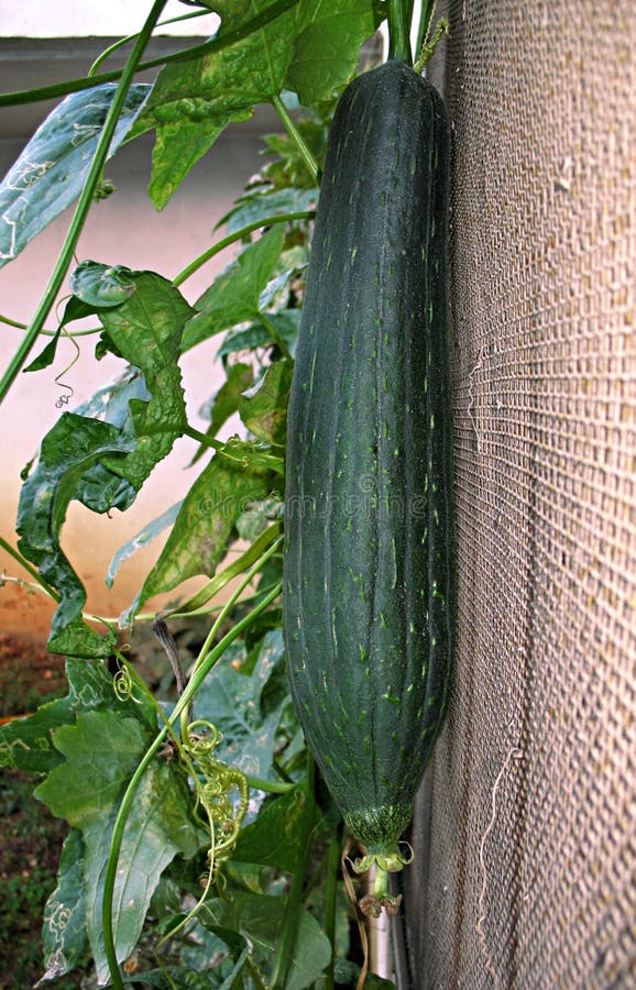 Planta De La Lufa En Jardín Imagen de archivo - Imagen de verde, loofa ...