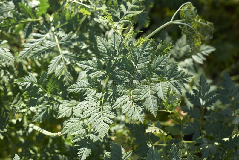Planta Del Maculatum Del Conium Imagen de archivo - Imagen de diablos ...