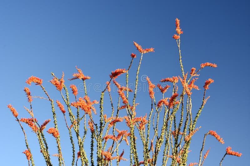 Planta del Ocotillo foto de archivo. Imagen de textura - 45438634