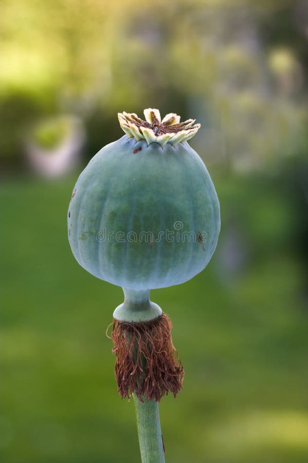 Planta del opio imagen de archivo. Imagen de bulbo, alimento - 2816677