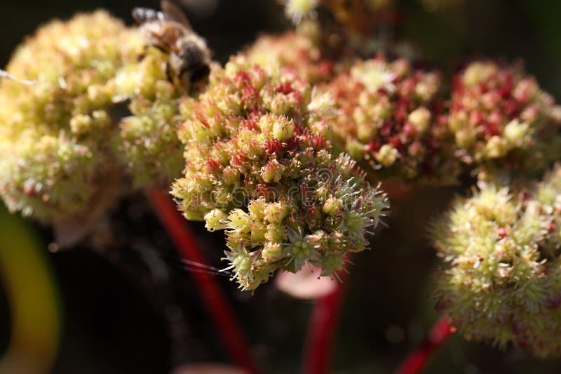 Planta Del Orpine Y X28; Telephium& X29 De Sedum; Foto de archivo ...