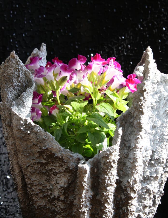 Planta del payaso foto de archivo. Imagen de rosa, floraciones - 55922912