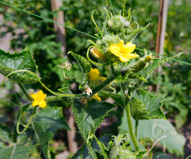 Planta del pepino foto de archivo. Imagen de planta, granja - 20404730