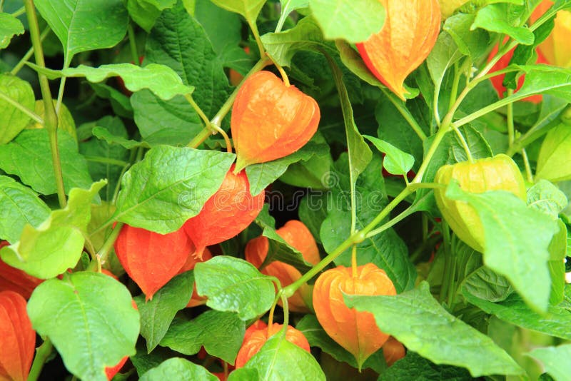 Planta Del Physalis Con Las Frutas Imagen de archivo - Imagen de ...