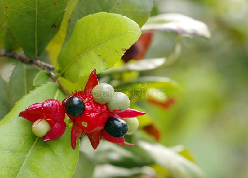 Planta del ratón de Micky foto de archivo. Imagen de brote - 23719176