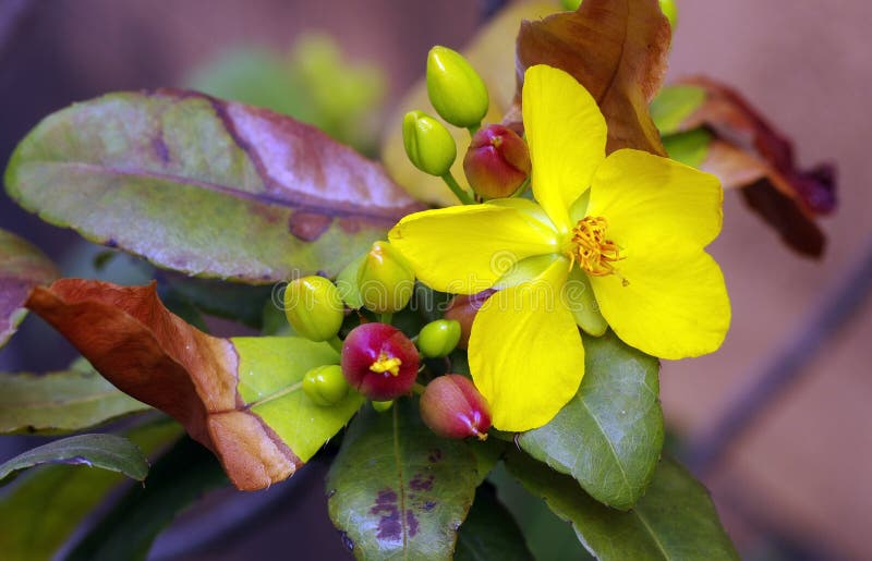 Planta del ratón de Micky imagen de archivo. Imagen de rojo - 23719197