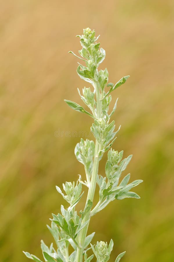 Planta do absinto imagem de stock. Imagem de biologia - 42795679