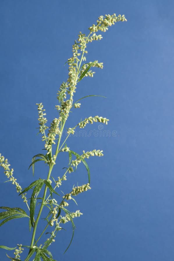 Folhas Da Planta Do Absinto, Fundo Da Artemísia Foto de Stock - Imagem ...